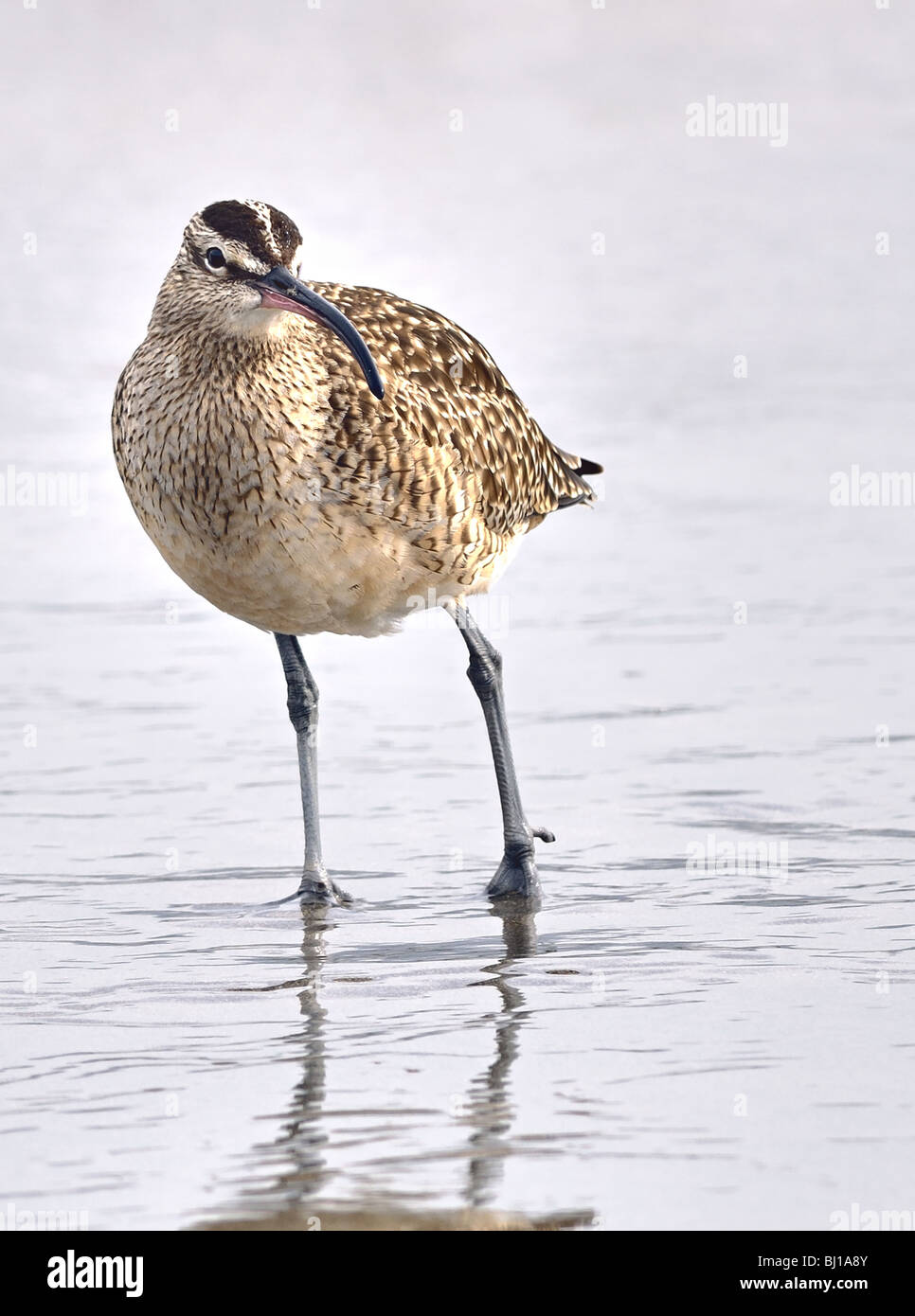 Whimbrel (Numenius phaeopus) wades through shallow coastal water ...