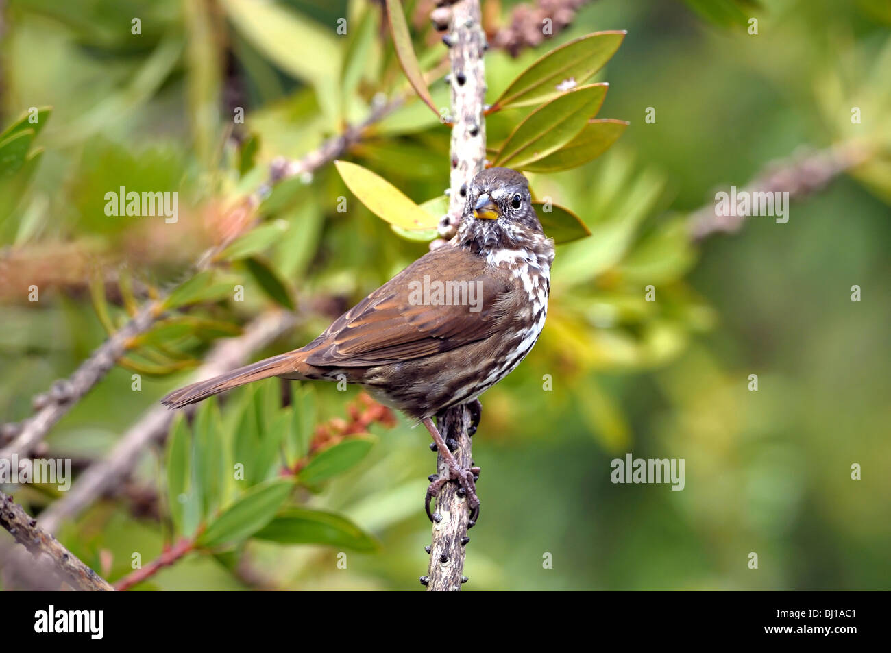 A Song Sparrow bird (Melospiza melodia), perched on a branch, pictured ...