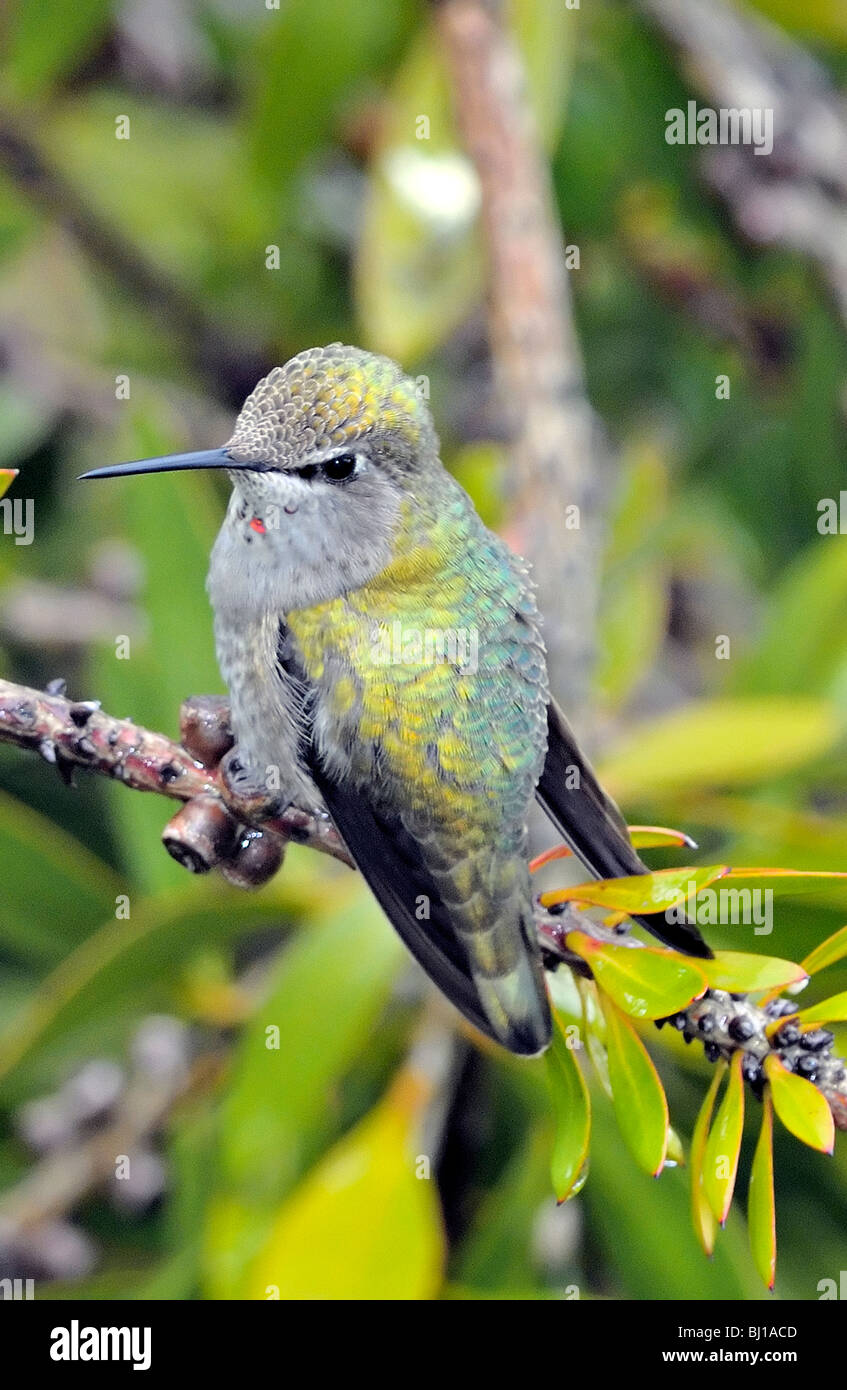 Anna’s Hummingbird (Calypte anna) perched on a branch in lush foliage ...