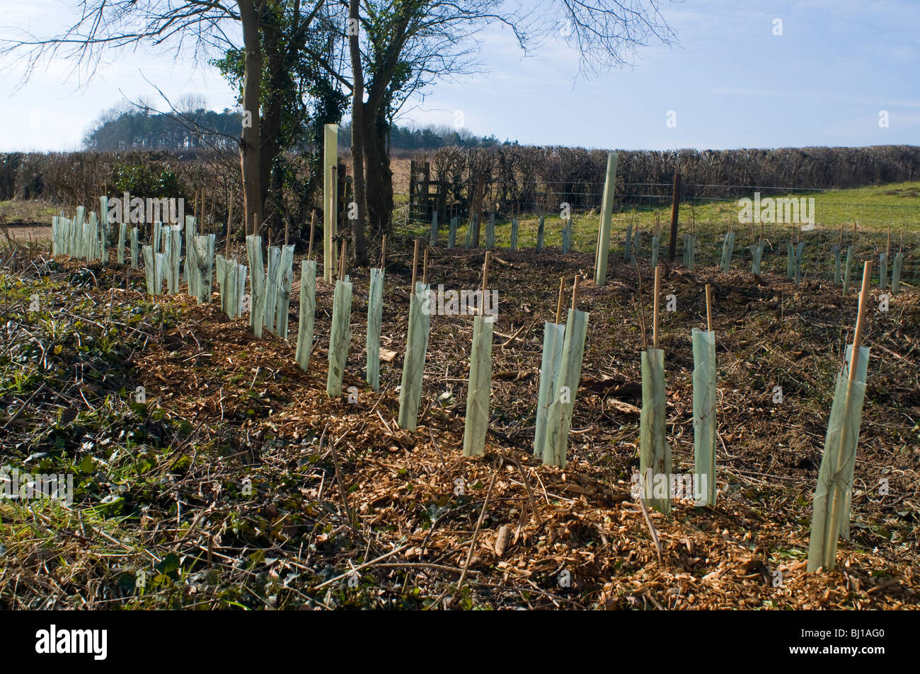 Roadside saplings hi-res stock photography and images - Alamy