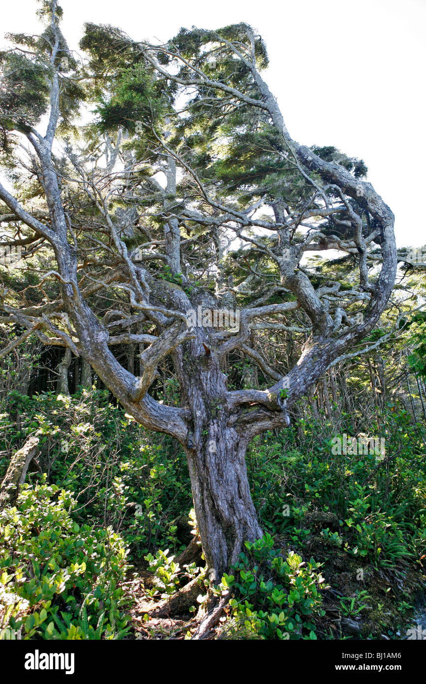 Windswept Tree High Resolution Stock Photography and Images - Alamy