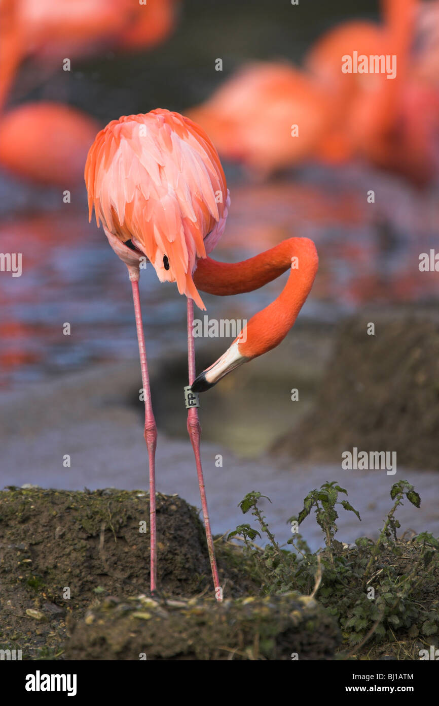 Caribbean Flamingo Phoenicopterus ruber (captive) preening at ...