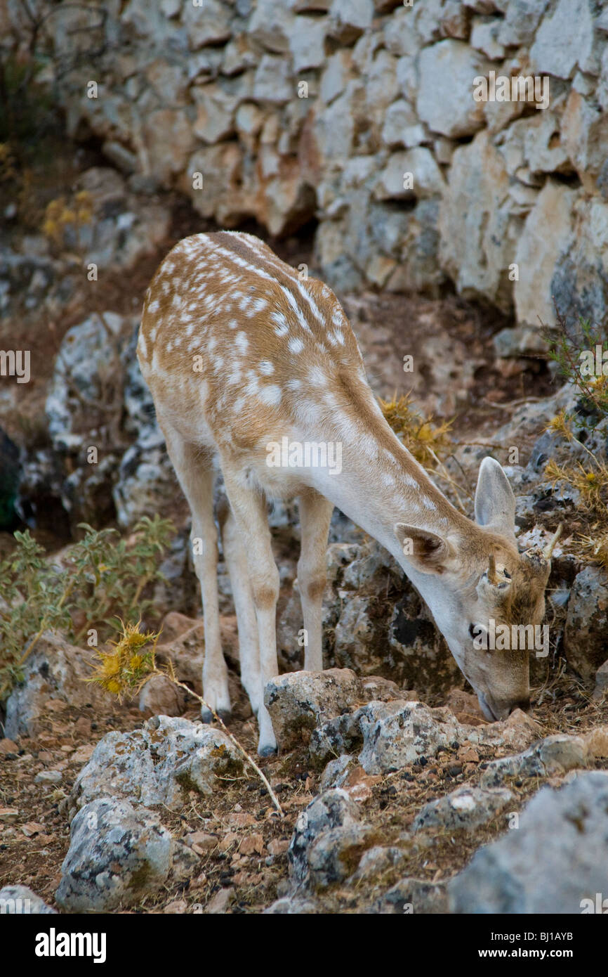 Deer Photo is shot in a natural park in Zakynthos Island - a summer ...