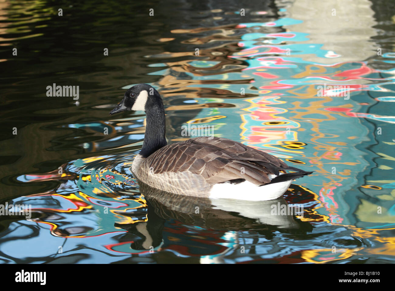 A Canadian goose paddling through a colorful reflection in the duck ...
