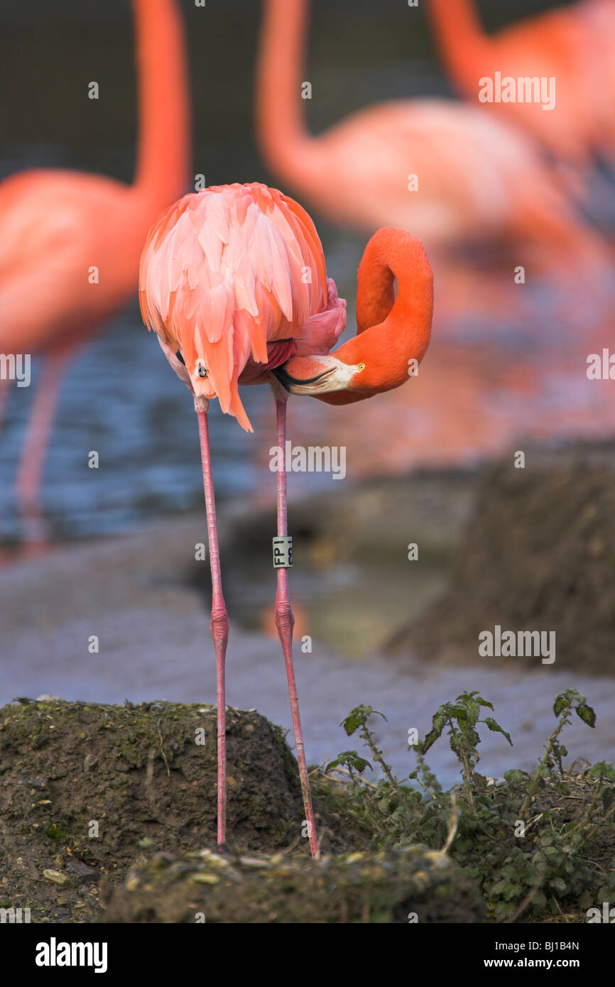 West indian flamingo hi-res stock photography and images - Alamy