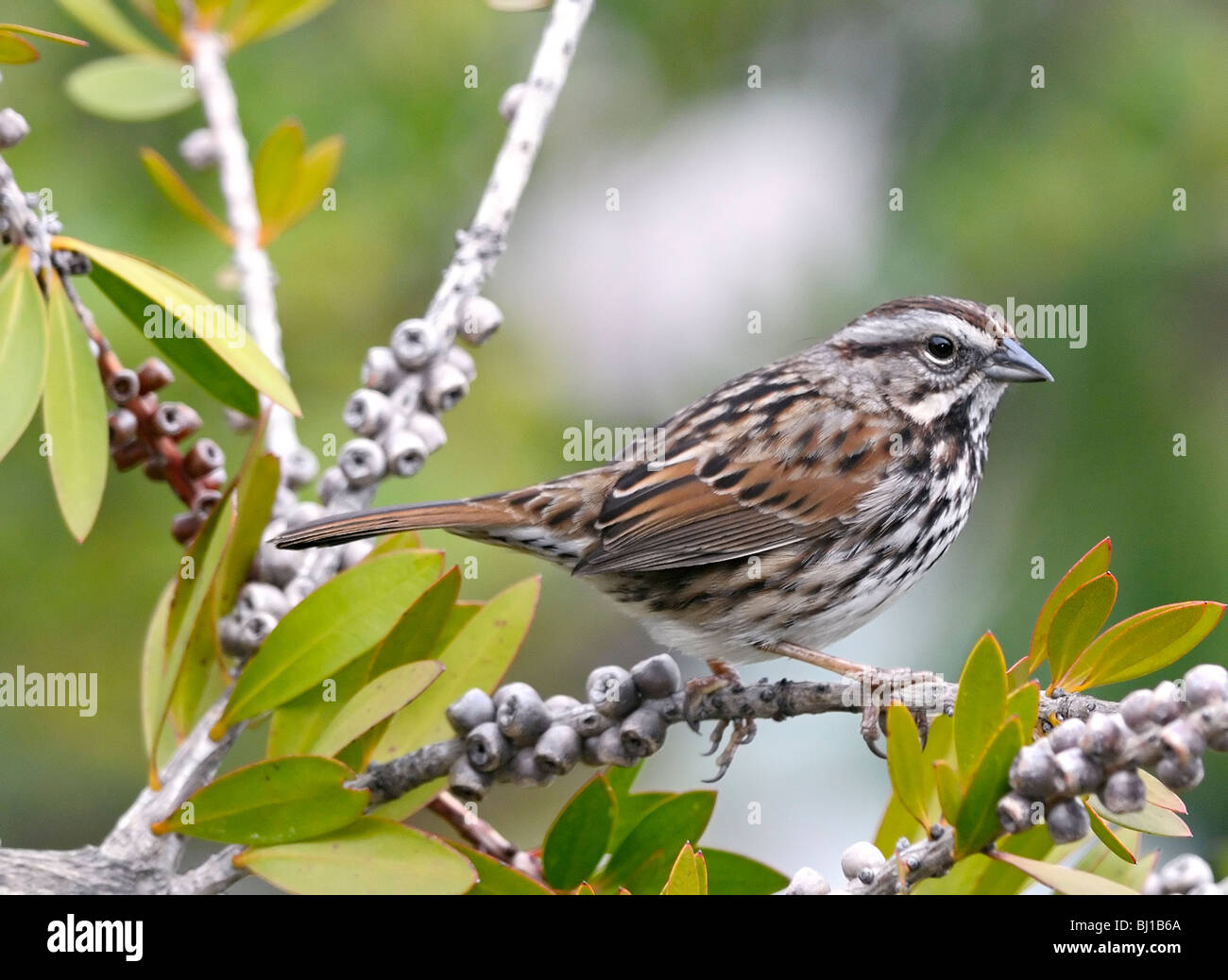 Song Sparrow (Melospiza melodia) perched on a berry-covered branch ...