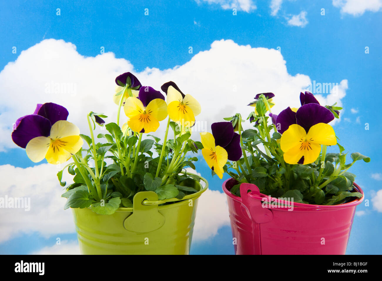 Purple and yellow Violets in buckets and blue sky Stock Photo - Alamy