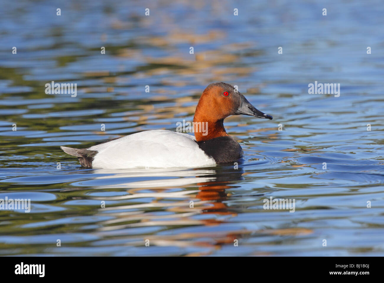 Canvasback duck flying hi-res stock photography and images - Alamy