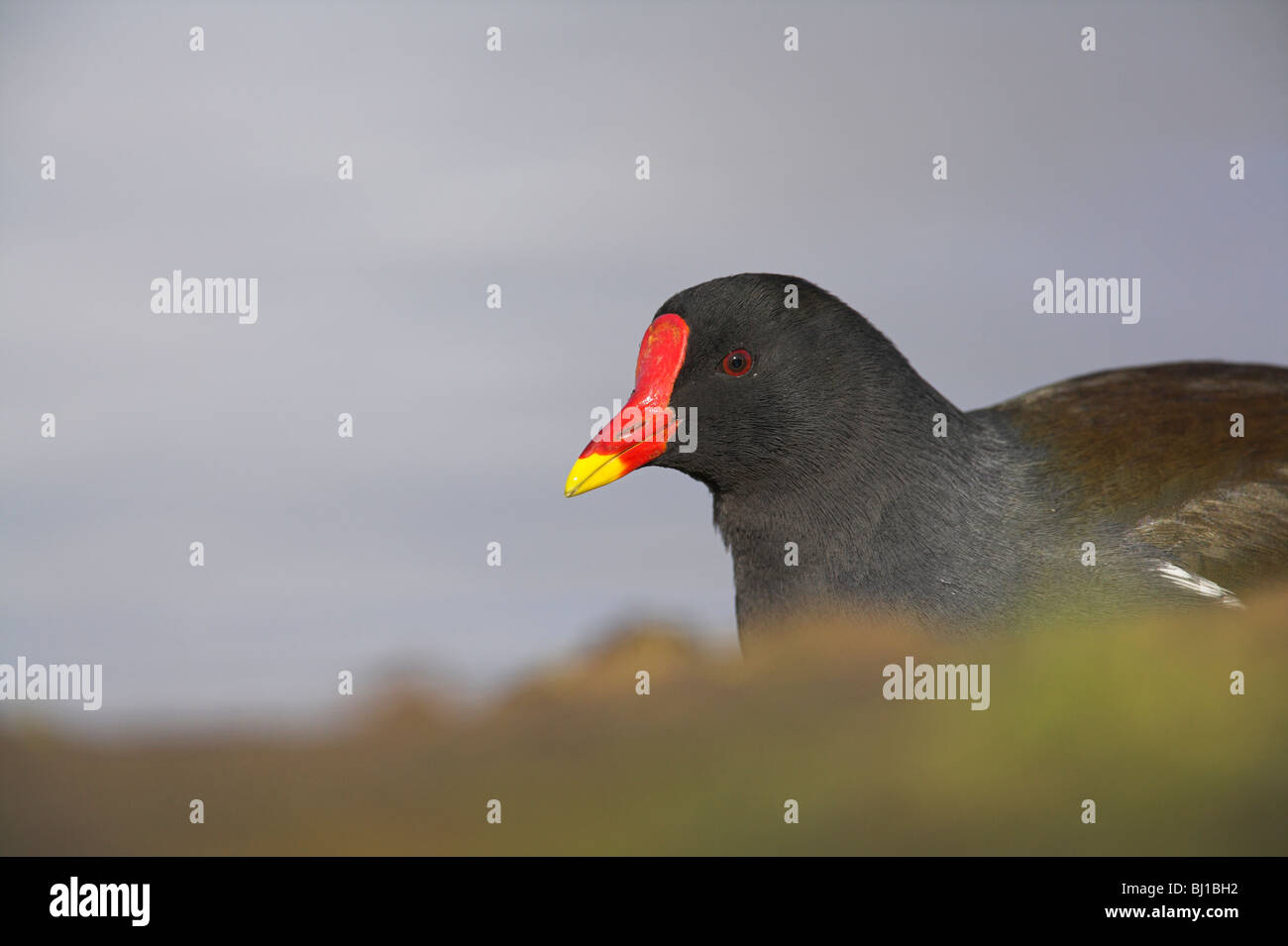 Moorhen slimbridge hi-res stock photography and images - Alamy