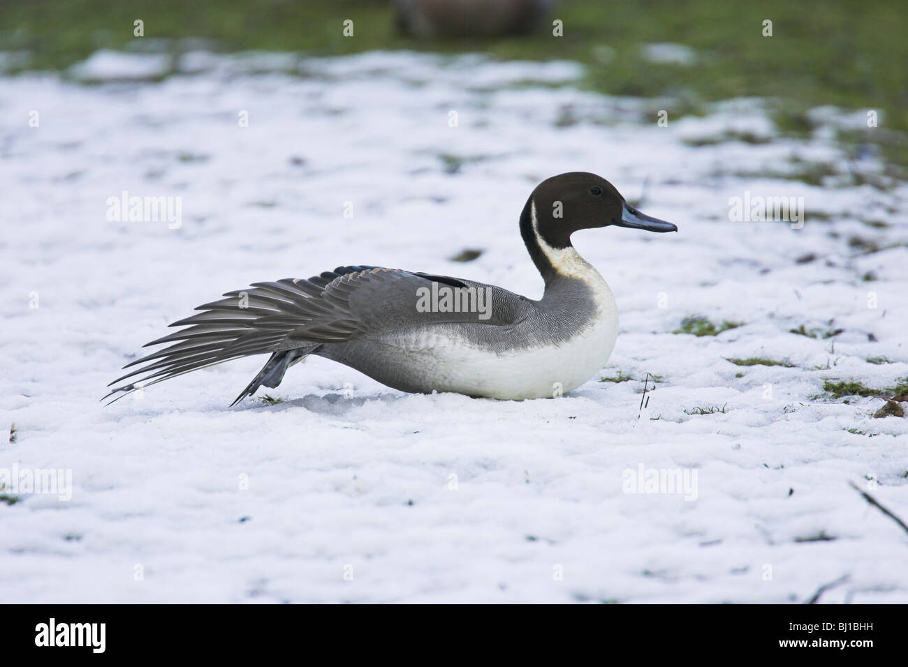 Northern Pintail Anas acuta male wing-stretching on snow at Slimbridge ...