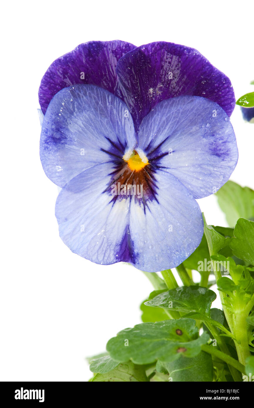 Blue Pansies isolated over white Stock Photo - Alamy