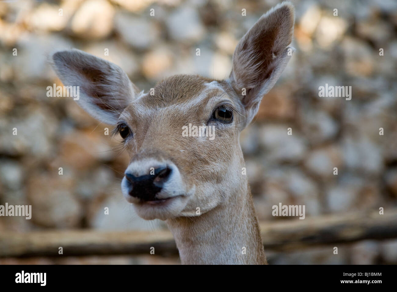Deer Photo is shot in a natural park in Zakynthos Island - a summer ...