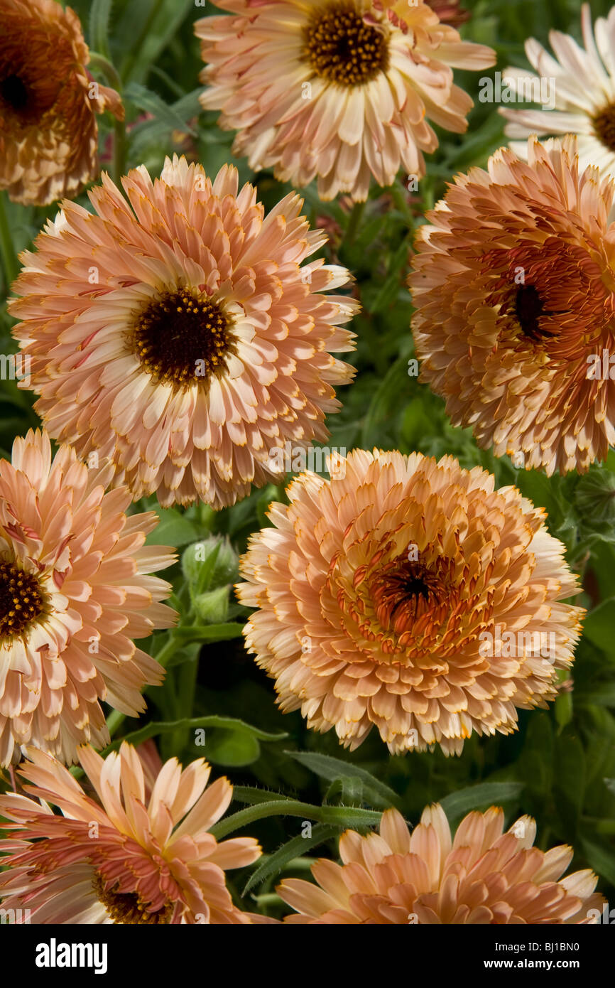 Garden scene of flowers Stock Photo - Alamy