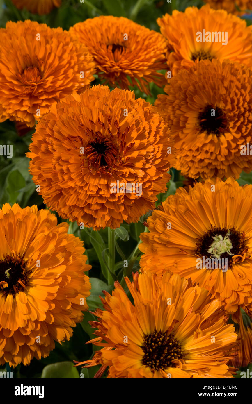 Garden scene of orange flowers Stock Photo - Alamy
