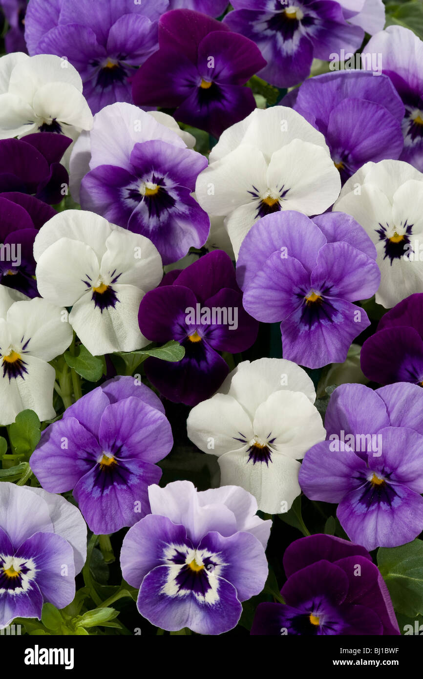 Purple white pansies hi-res stock photography and images - Alamy