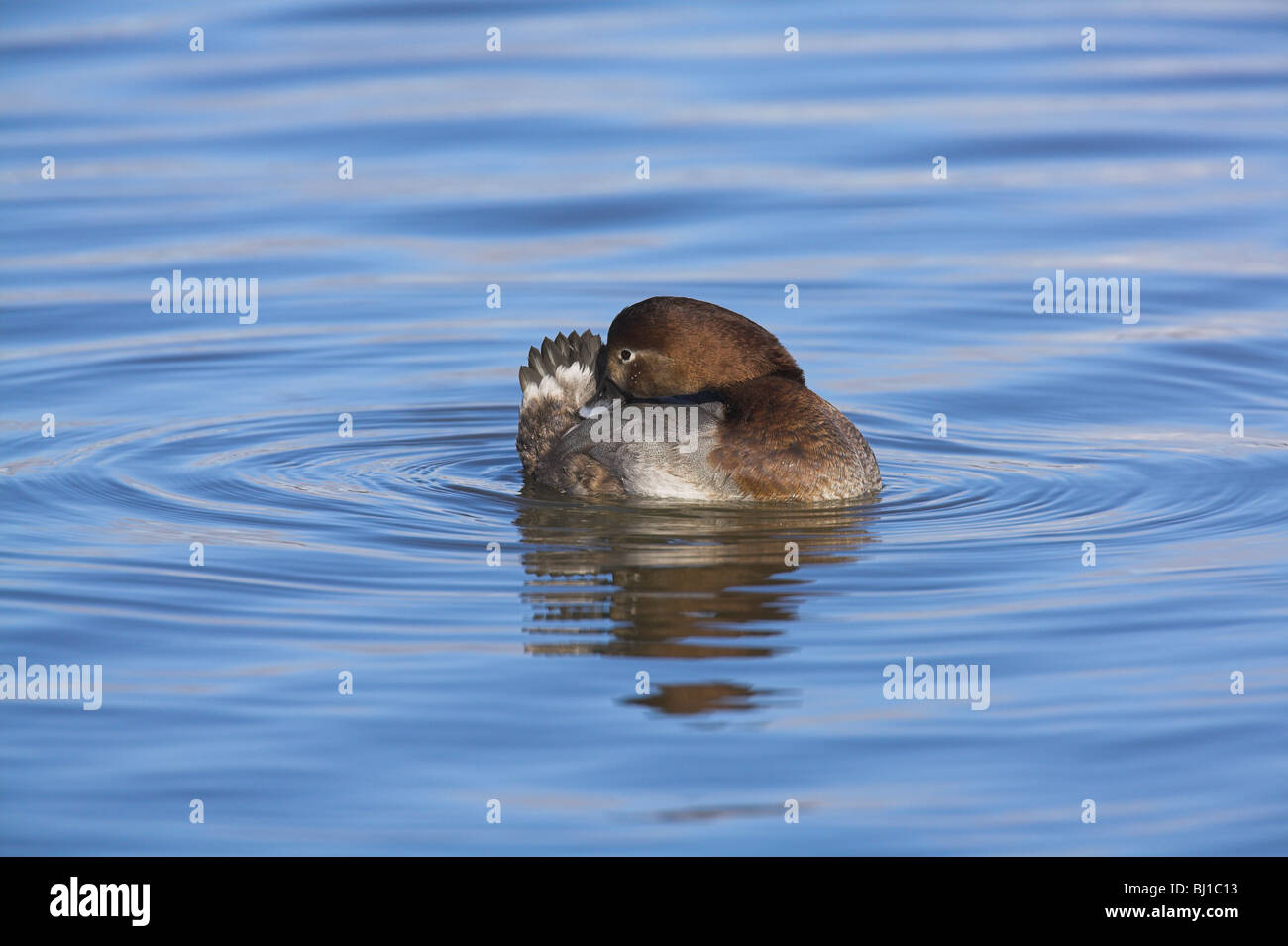 Preening tail hi-res stock photography and images - Alamy