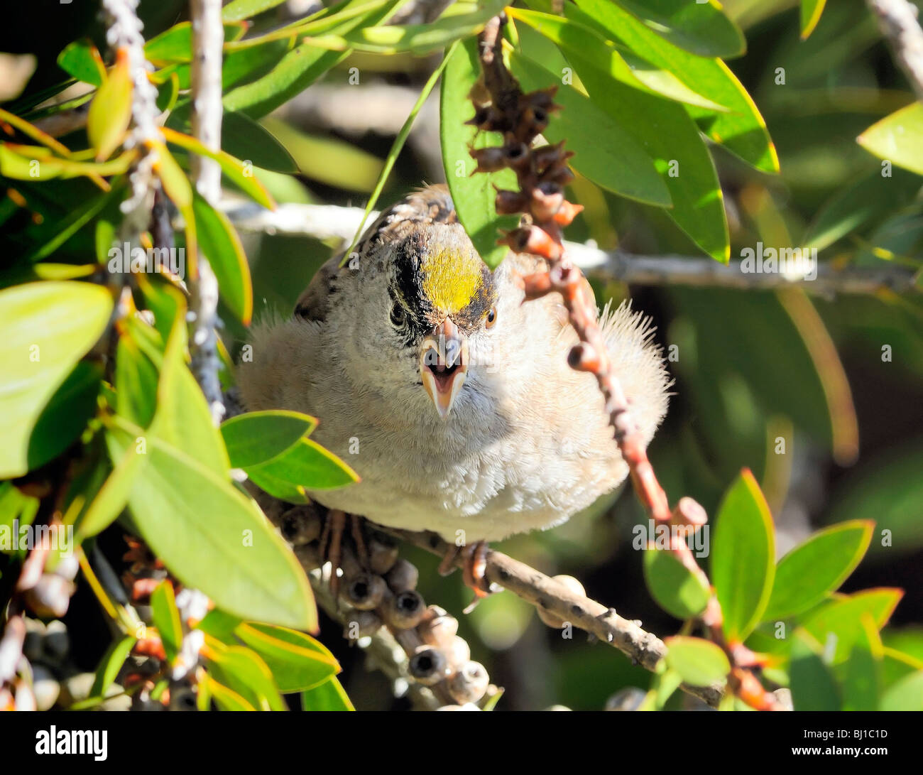 Golden-crowned Sparrow (Zonotrichia atricapilla) calling from dense ...
