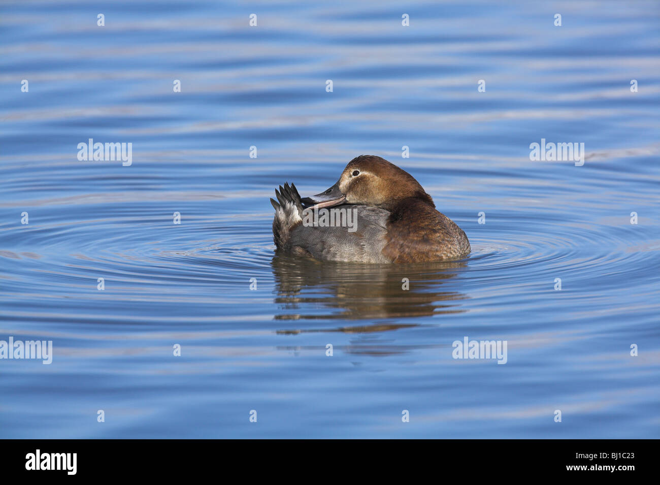 Preening tail hi-res stock photography and images - Alamy