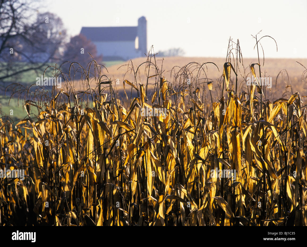 Golden corn stalks, barn and silo in background, early morning, autumn ...