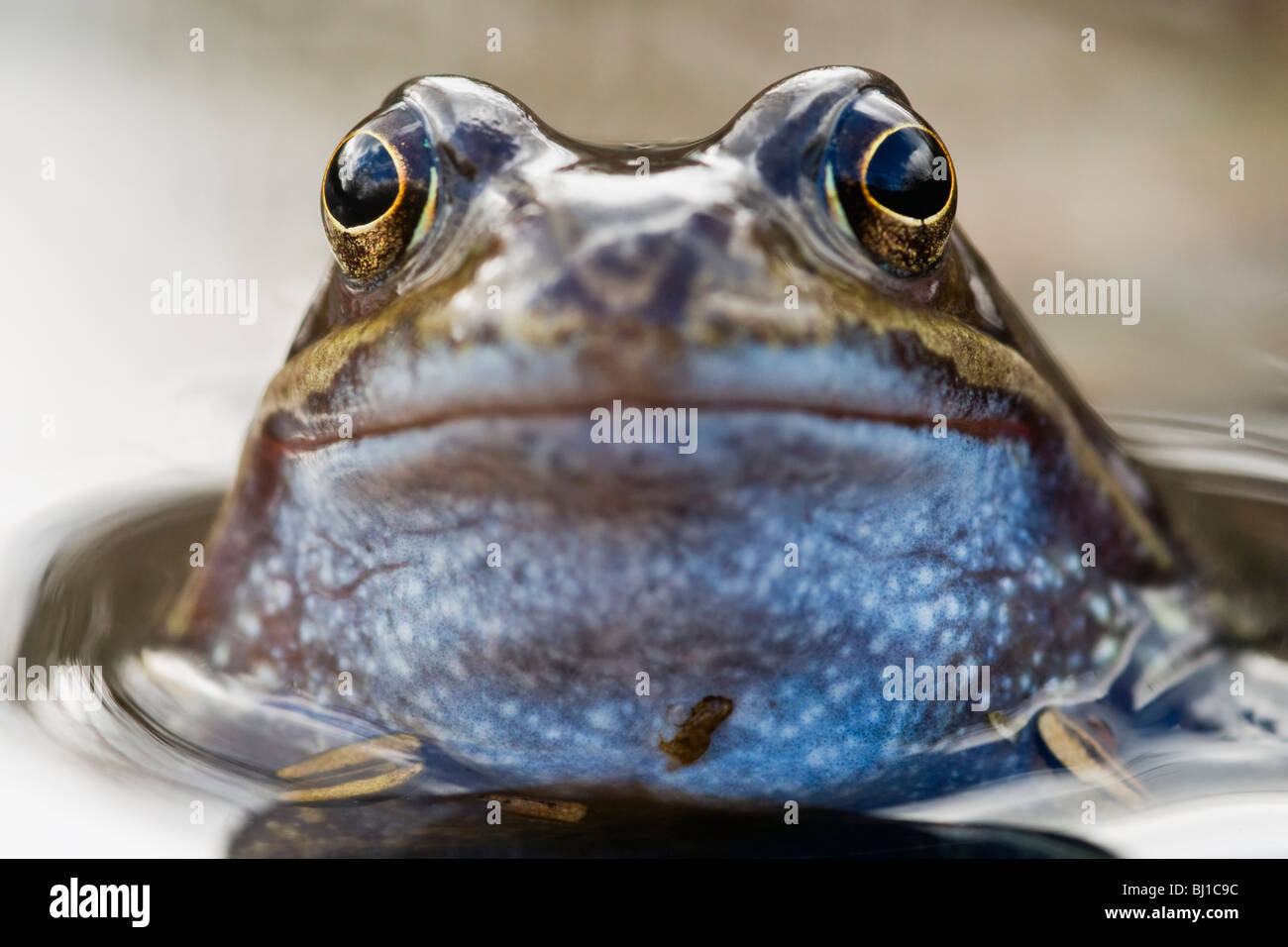 Common Frog Portrait Stock Photo - Alamy