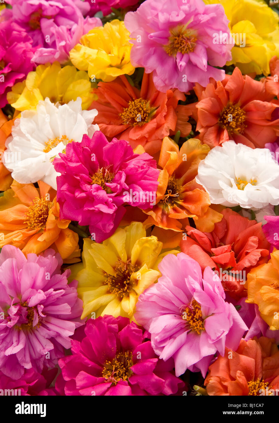 Portulaca mix close up Stock Photo - Alamy