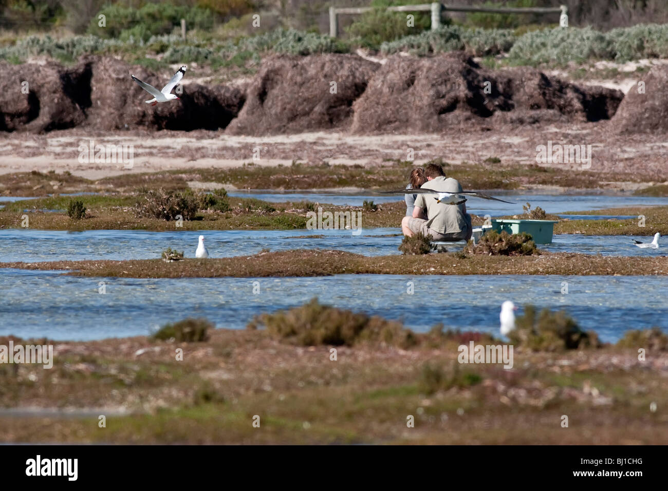 Australian wallaroo hi-res stock photography and images - Alamy