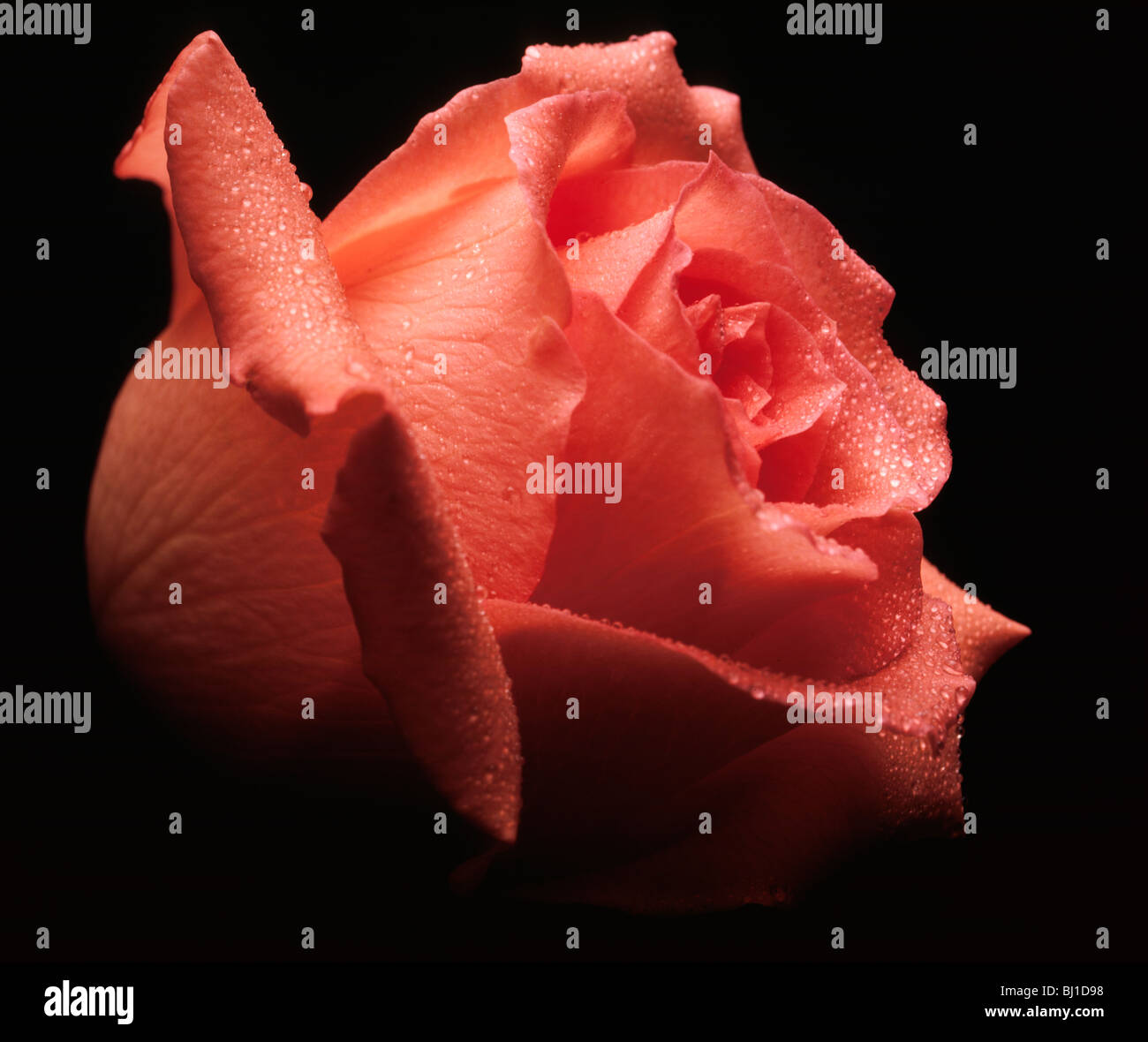 Red rose with dewdrops Stock Photo - Alamy