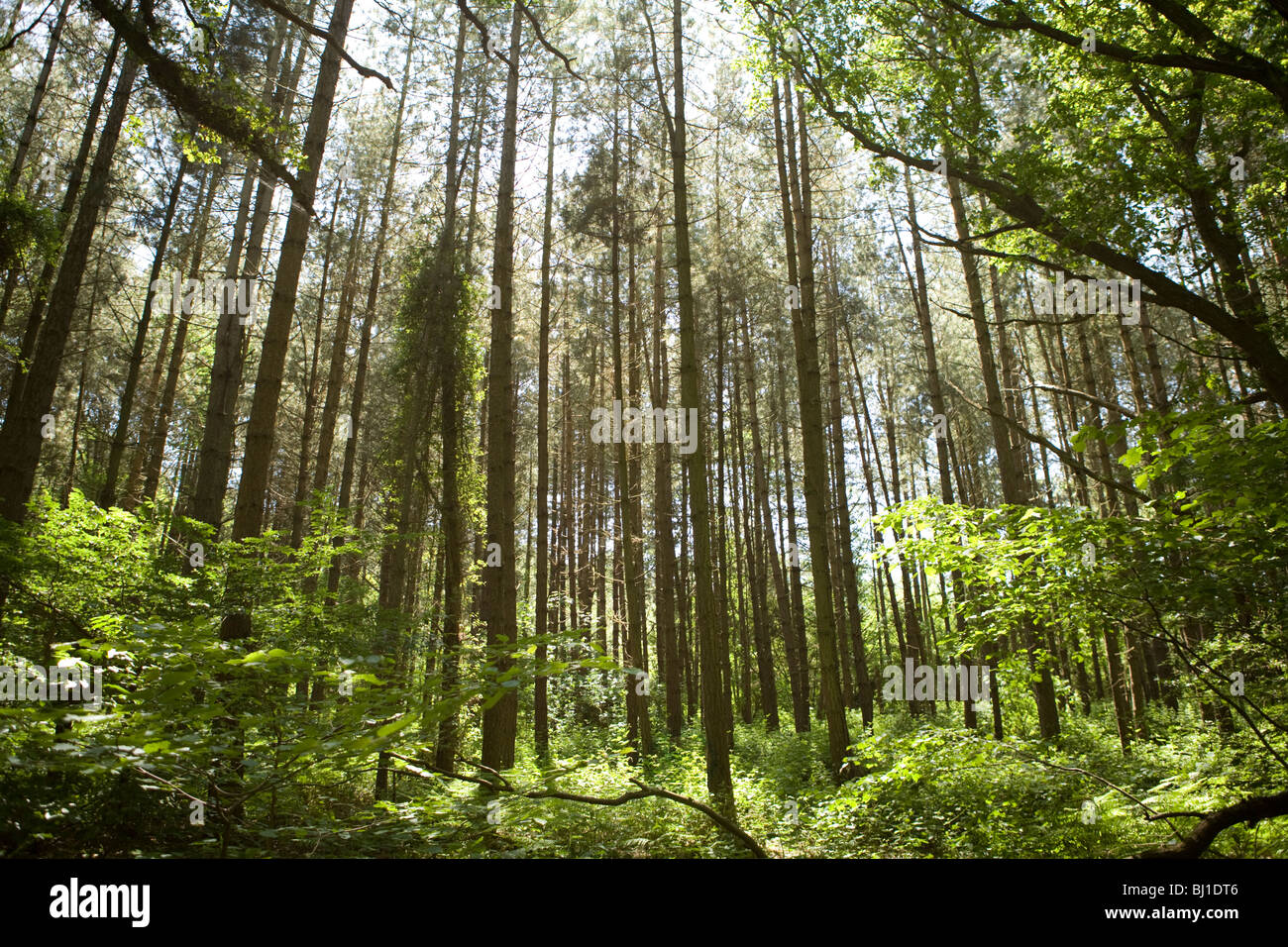 Sleepy trees hi-res stock photography and images - Alamy