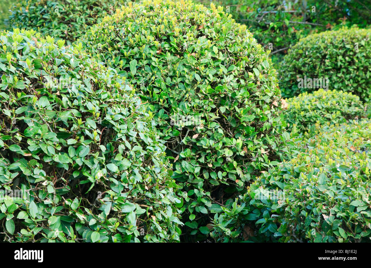 spheric spring bush in park (nature background Stock Photo - Alamy