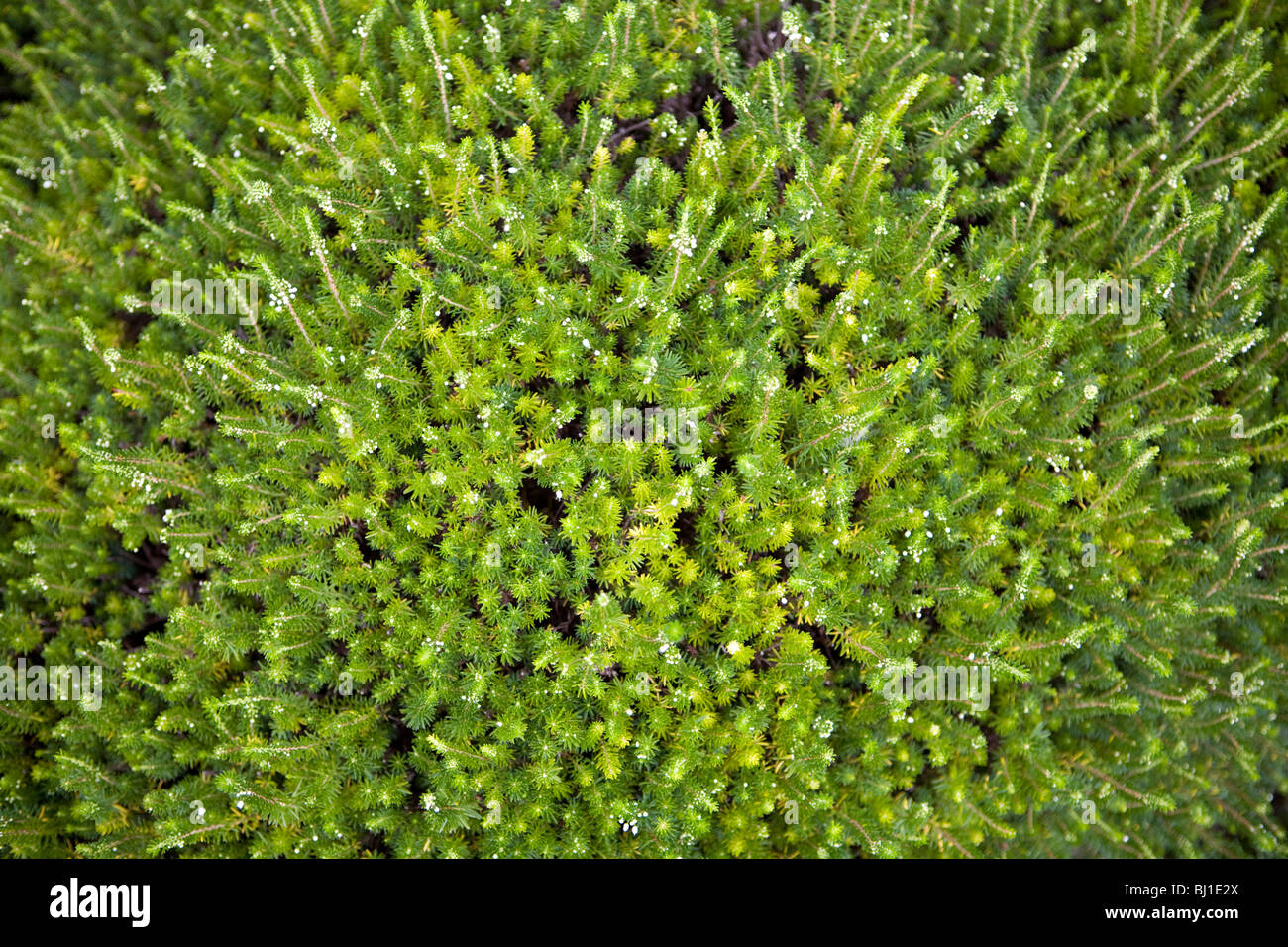 Heather green hi-res stock photography and images - Alamy
