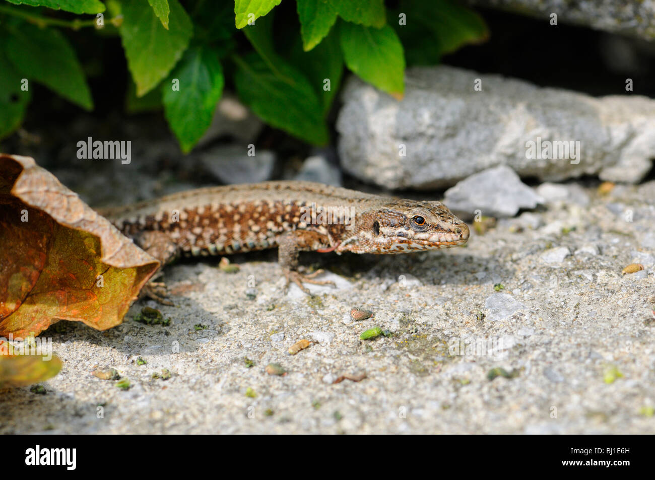 Podarcis muralis common wall lizard hi-res stock photography and images ...