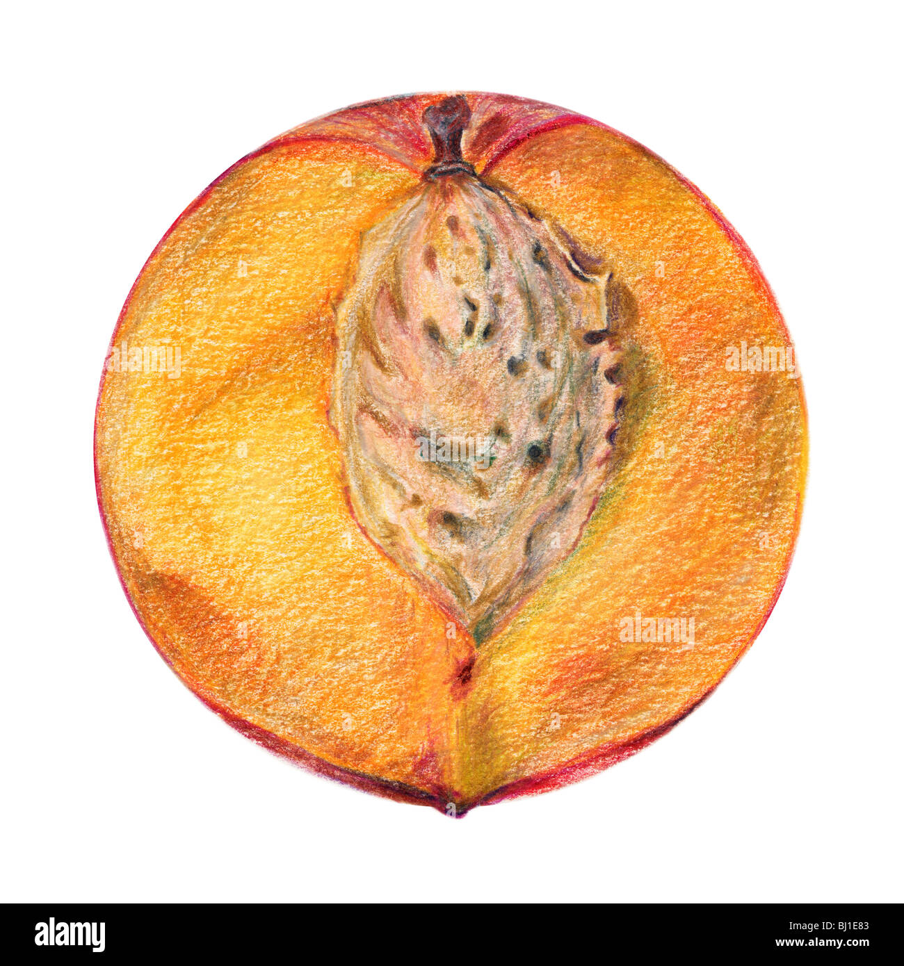 Juicy peach drawing Stock Photo - Alamy