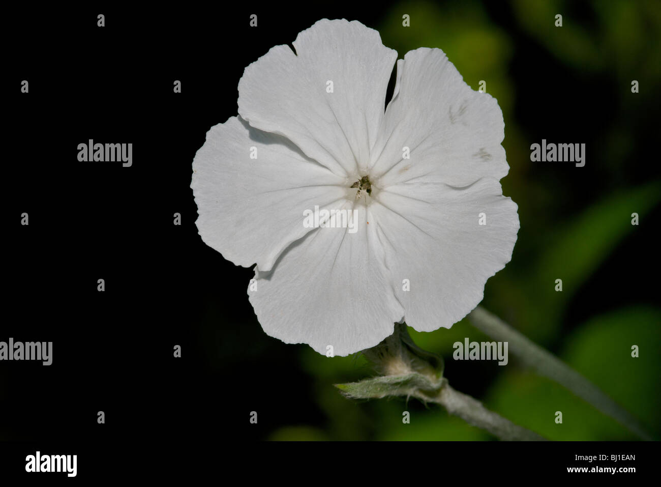 Colinton dell scotland hi-res stock photography and images - Alamy