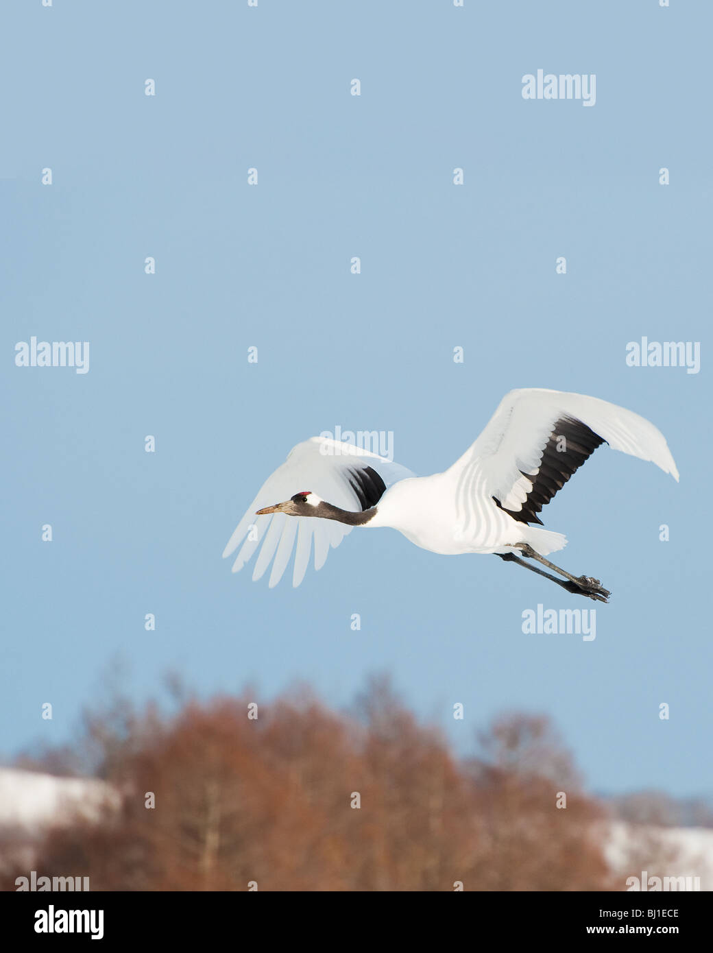 Endangered Japanese Red Crested Crane in Flight - Hokkaido, Japan Stock ...