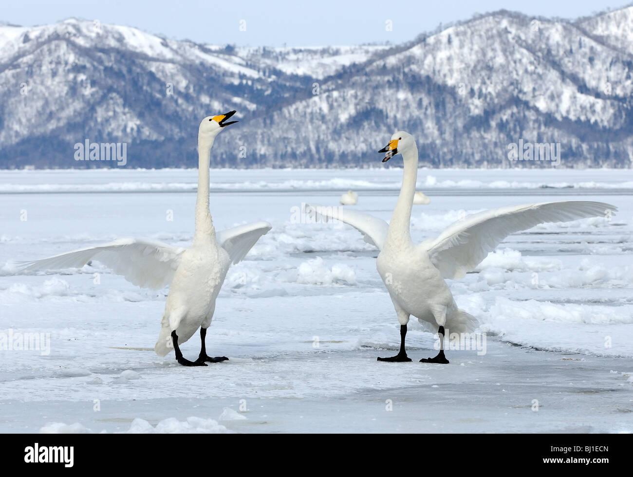 Singing swans hi-res stock photography and images - Alamy