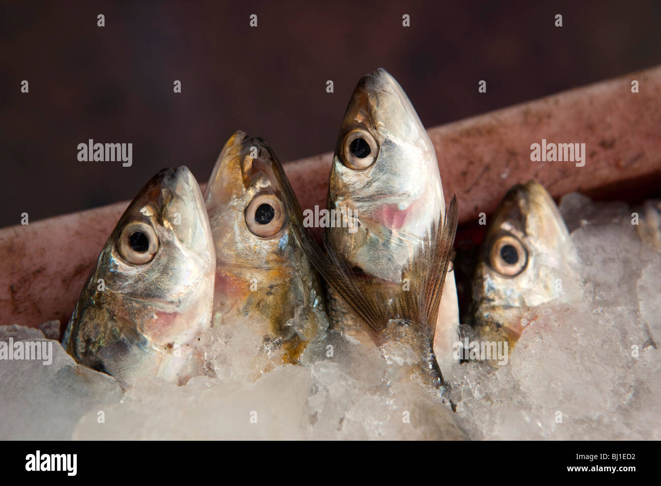 India, Kerala, Kochi, Fort Cochin, morning fish market, heads of fish ...