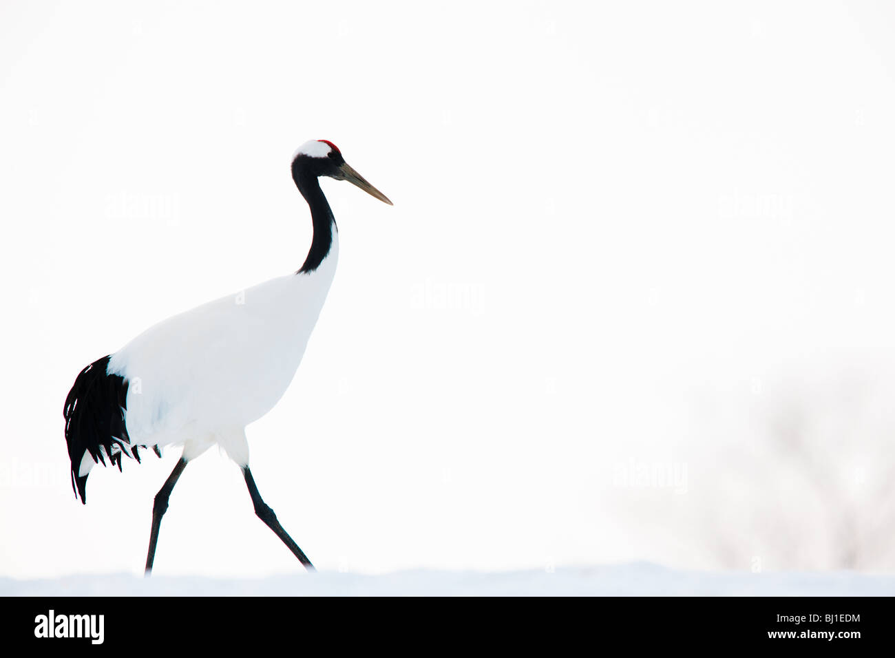 Endangered Japanese Red Crested Crane - Hokkaido, Japan Stock Photo - Alamy