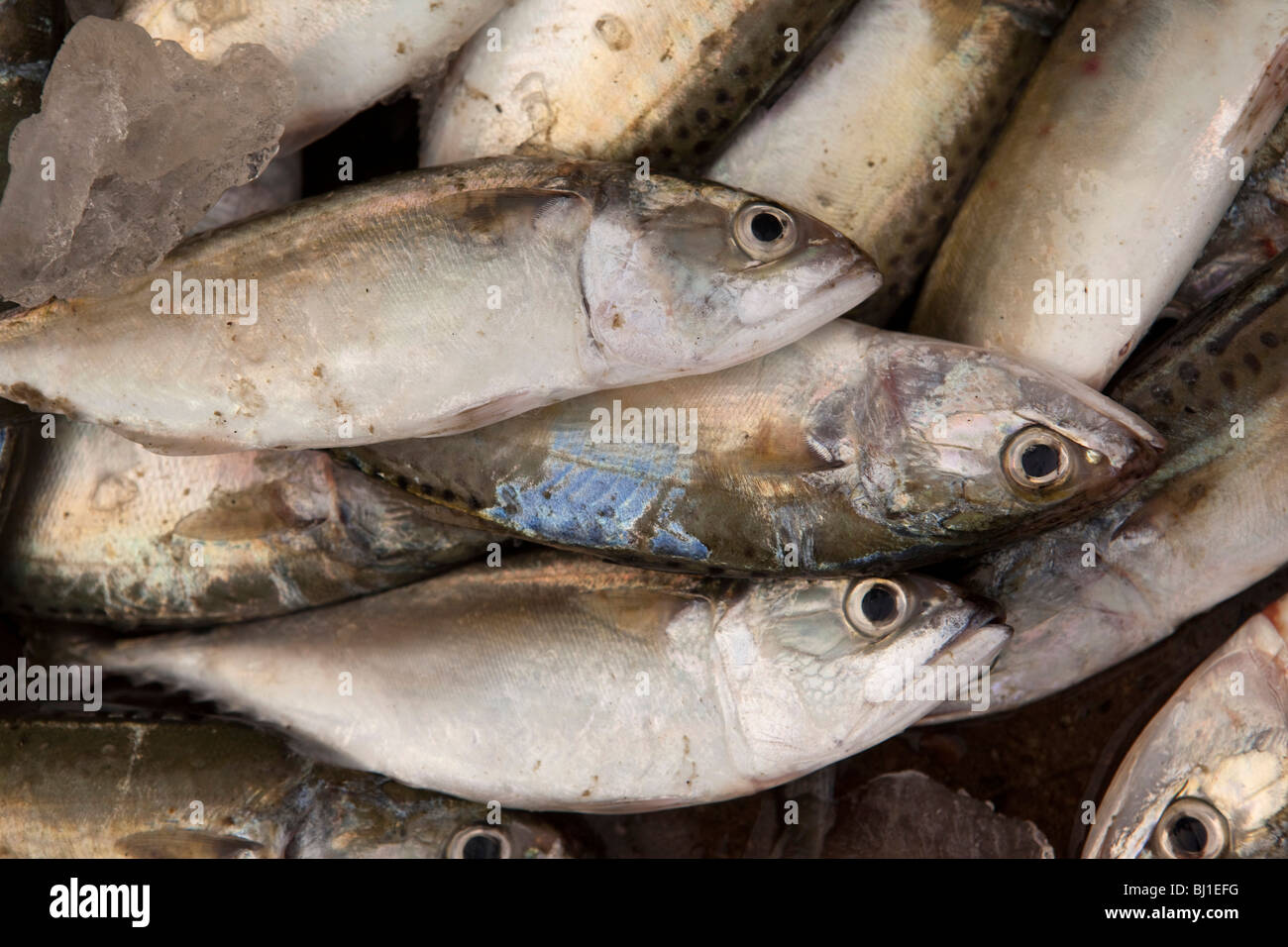 India, Kerala, Kochi, Fort Cochin, morning fish market, box of freshly ...