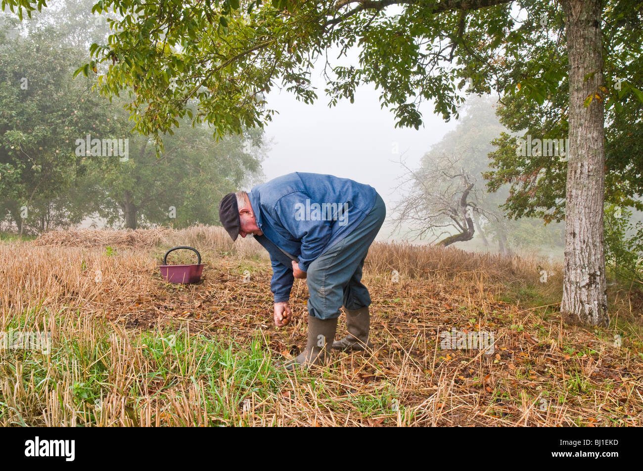 French farmer collecting Walnuts - sud-Touraine, France Stock Photo - Alamy