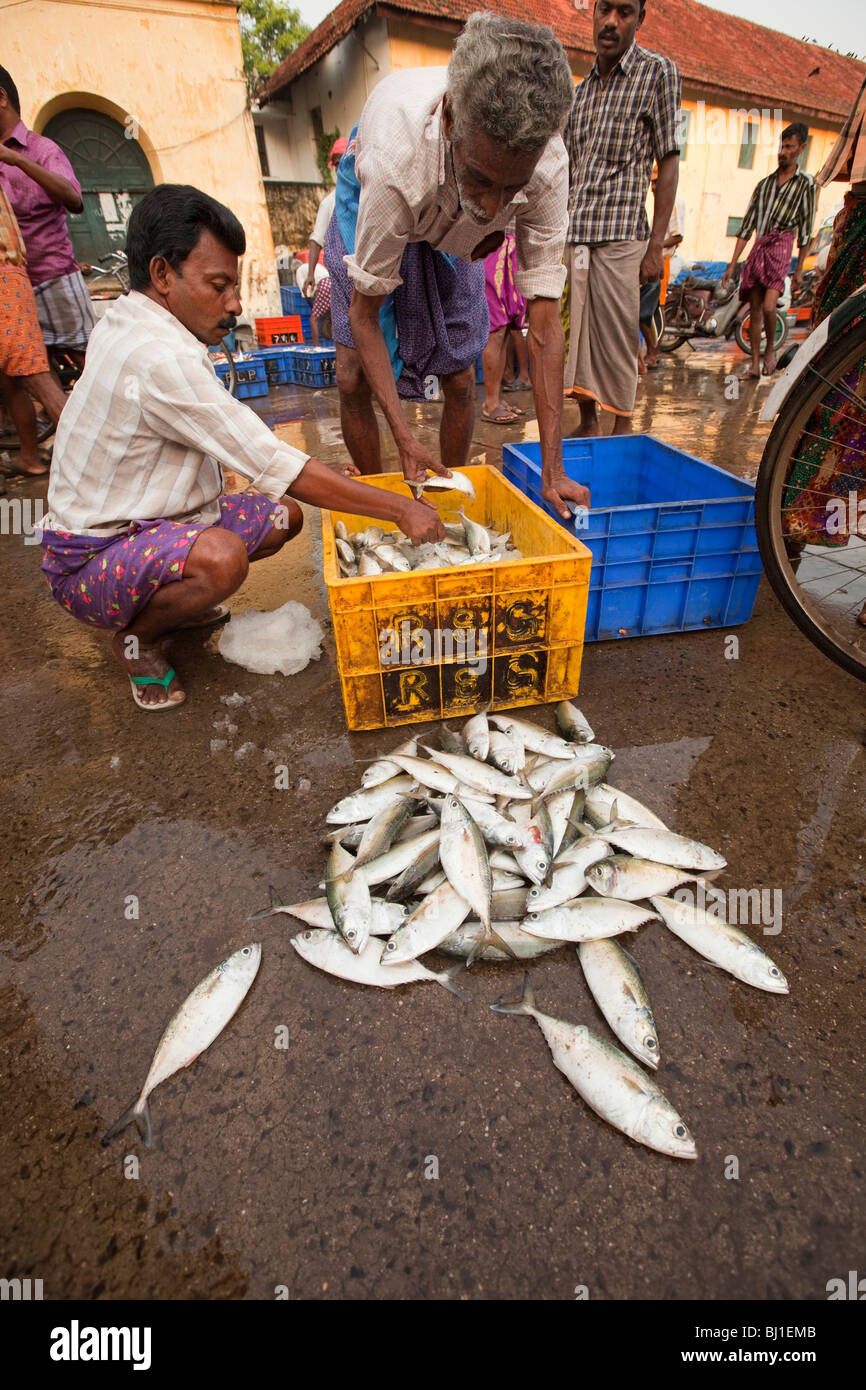 India, Kerala, Kochi, Fort Cochin, morning fish market, men sorting ...
