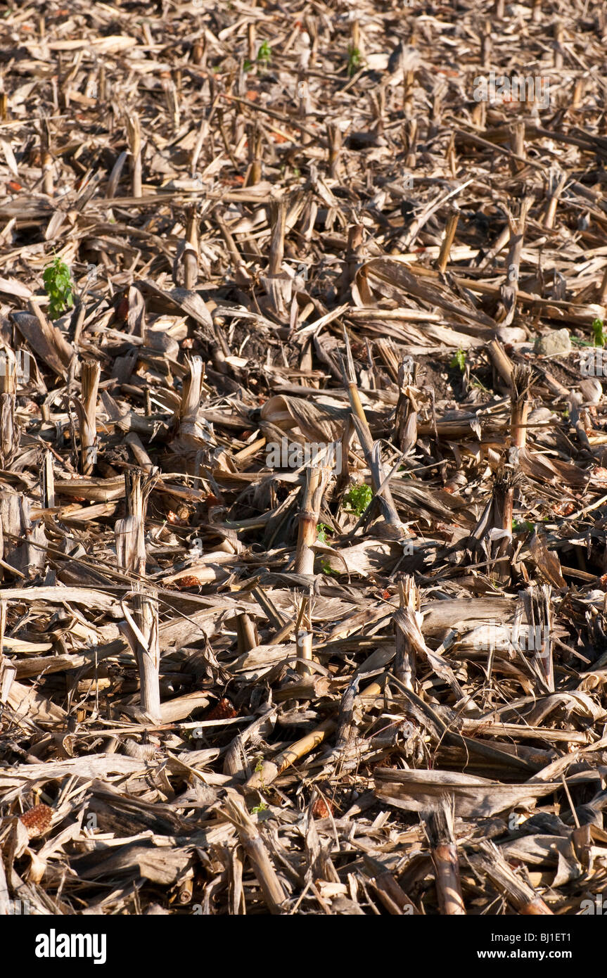Maize Chaff High Resolution Stock Photography and Images - Alamy