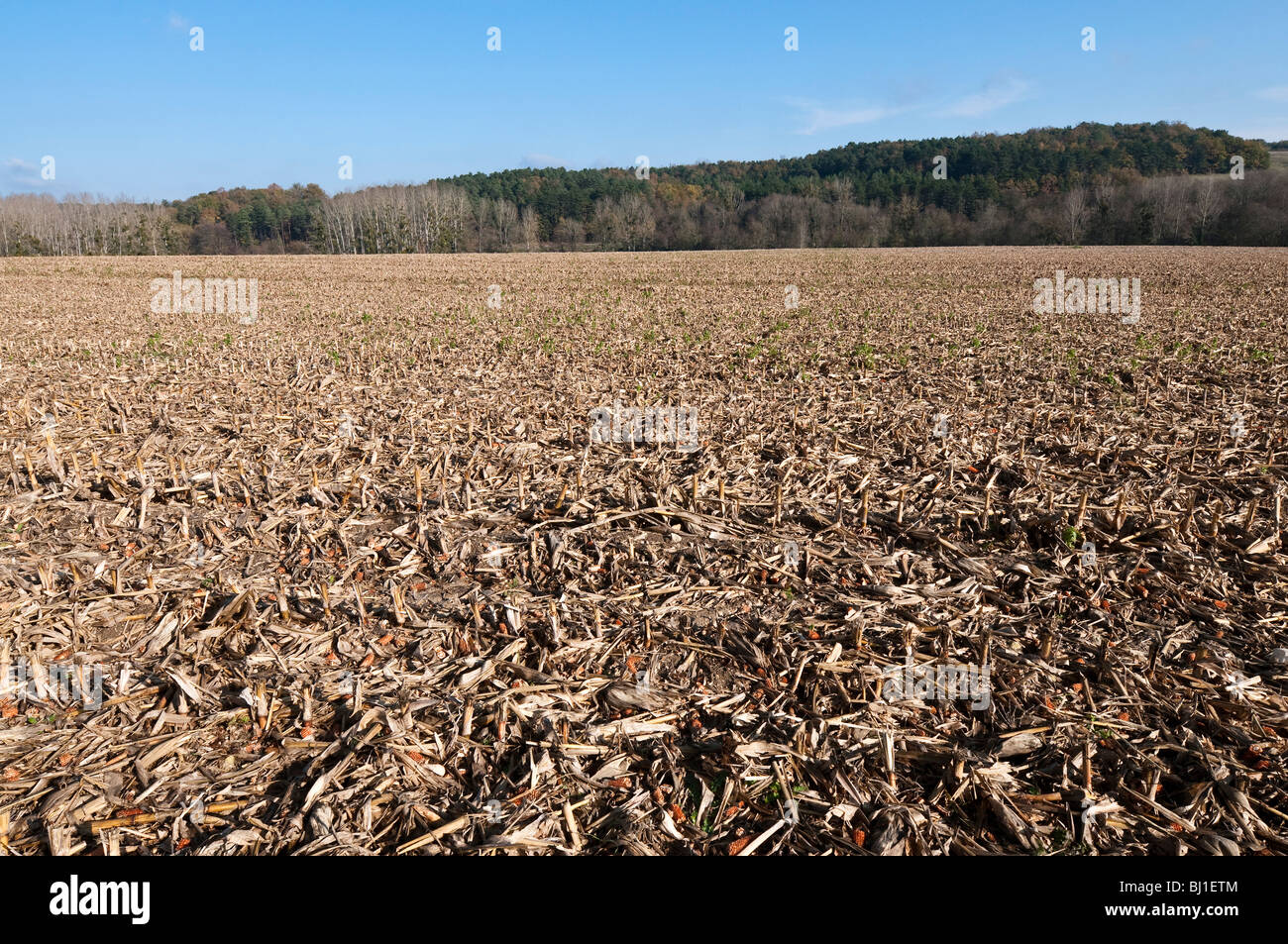 Maize chaff hi-res stock photography and images - Alamy