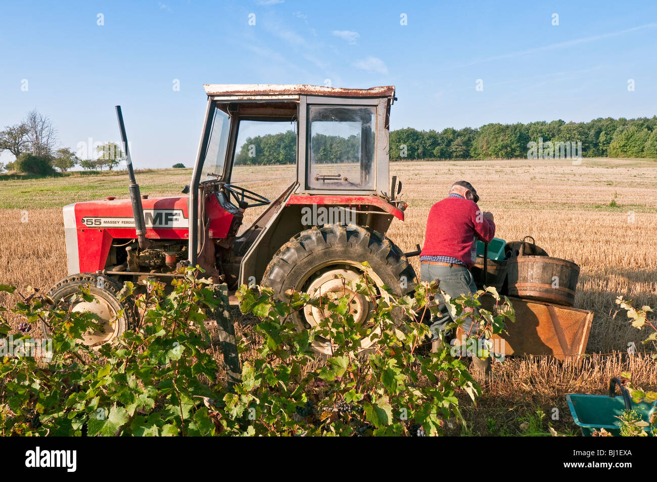 Grape harvest hi-res stock photography and images - Alamy