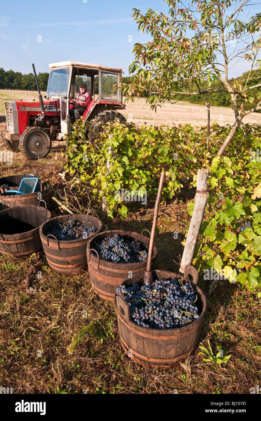 French peasant farmer loading grape harvest - sud-Touraine, France ...