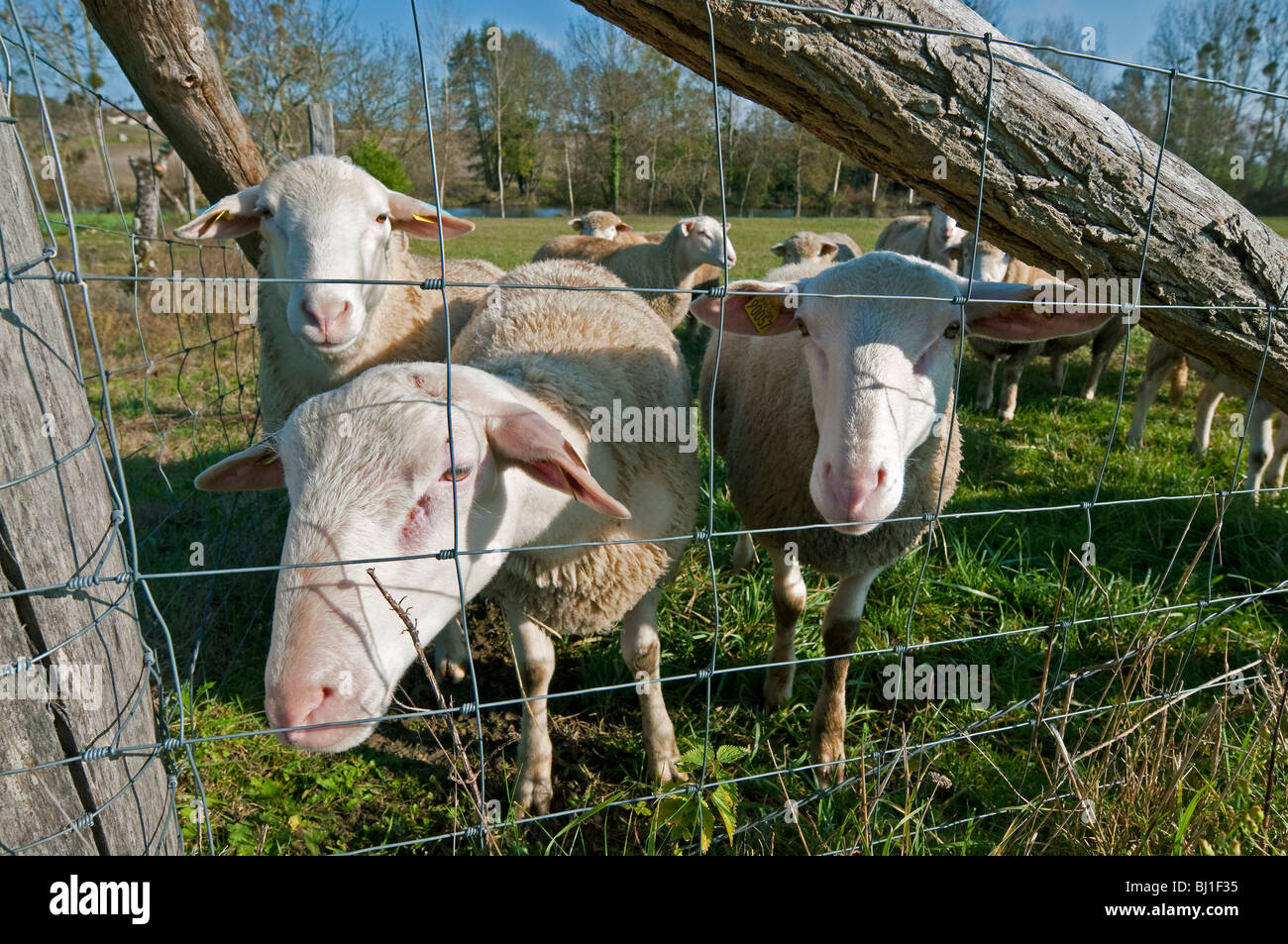 French Sheep High Resolution Stock Photography and Images - Alamy