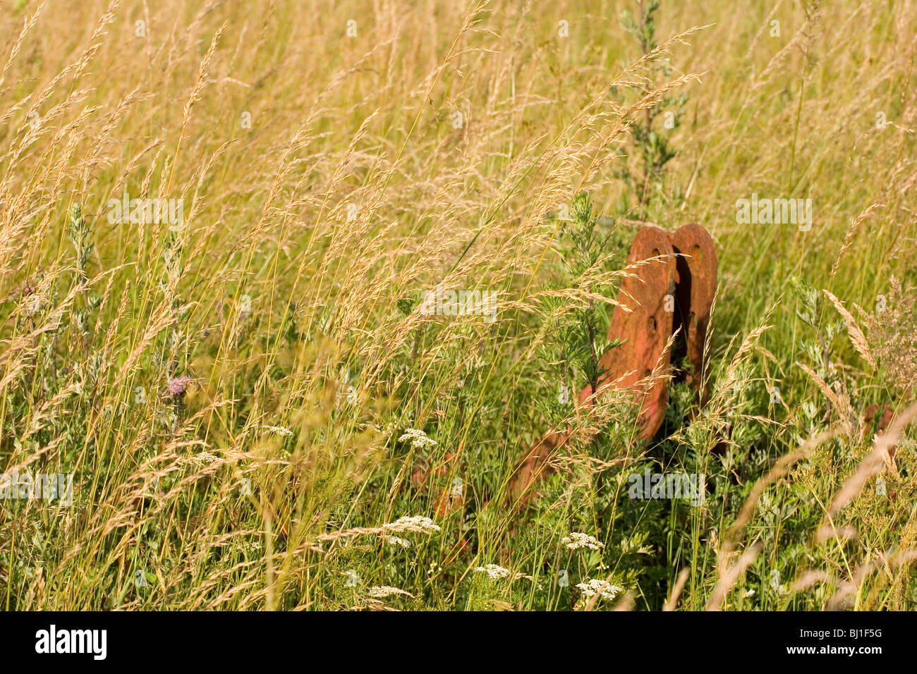 Field of grass with a rusted piece of metal, farming equipment Stock ...