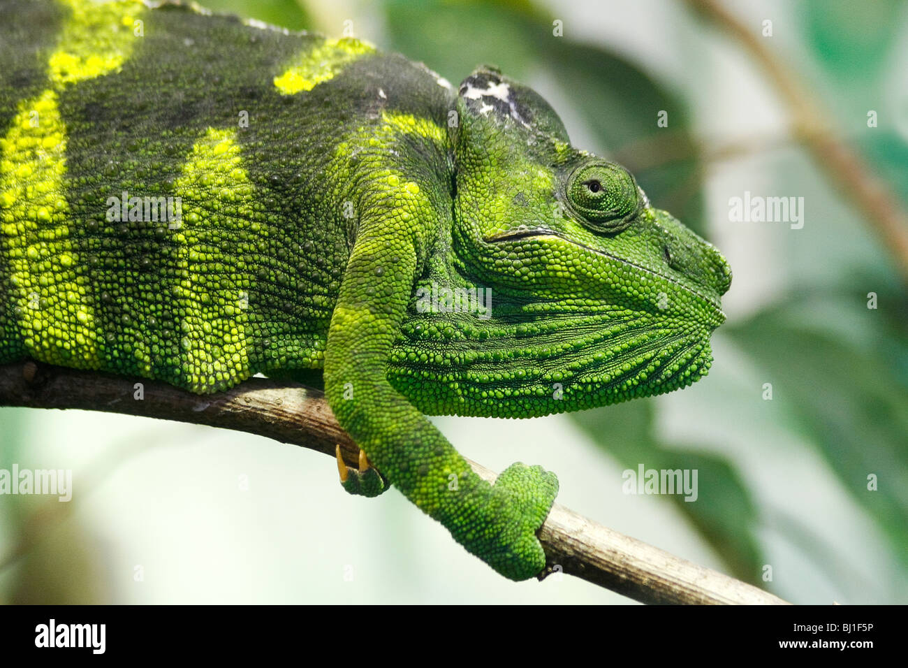 A chameleon living in a reptile tank at a zoo Stock Photo - Alamy