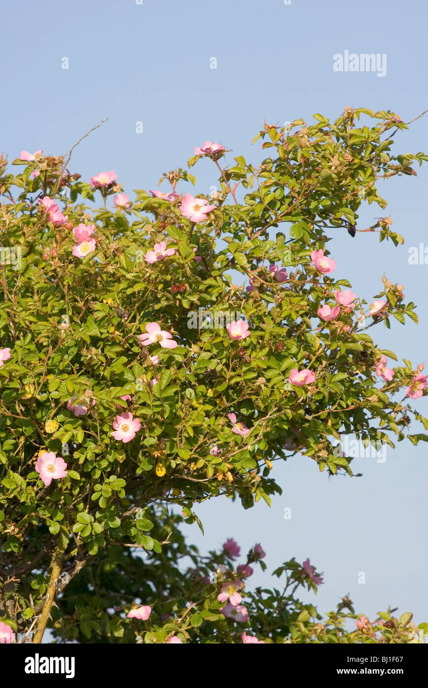 Beautiful pink rosa canina hi-res stock photography and images - Alamy