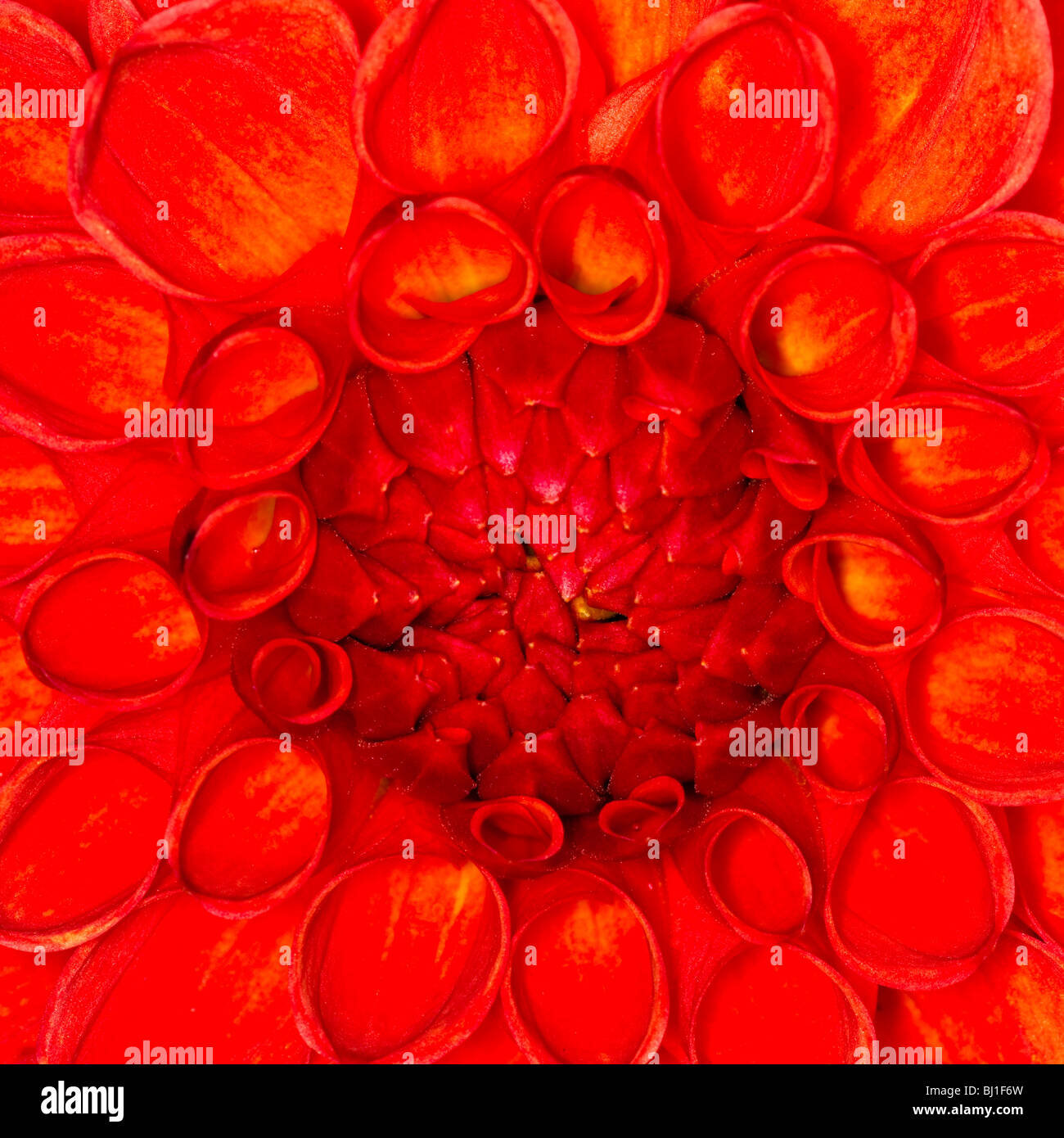 Centre of a red dahlia Stock Photo - Alamy