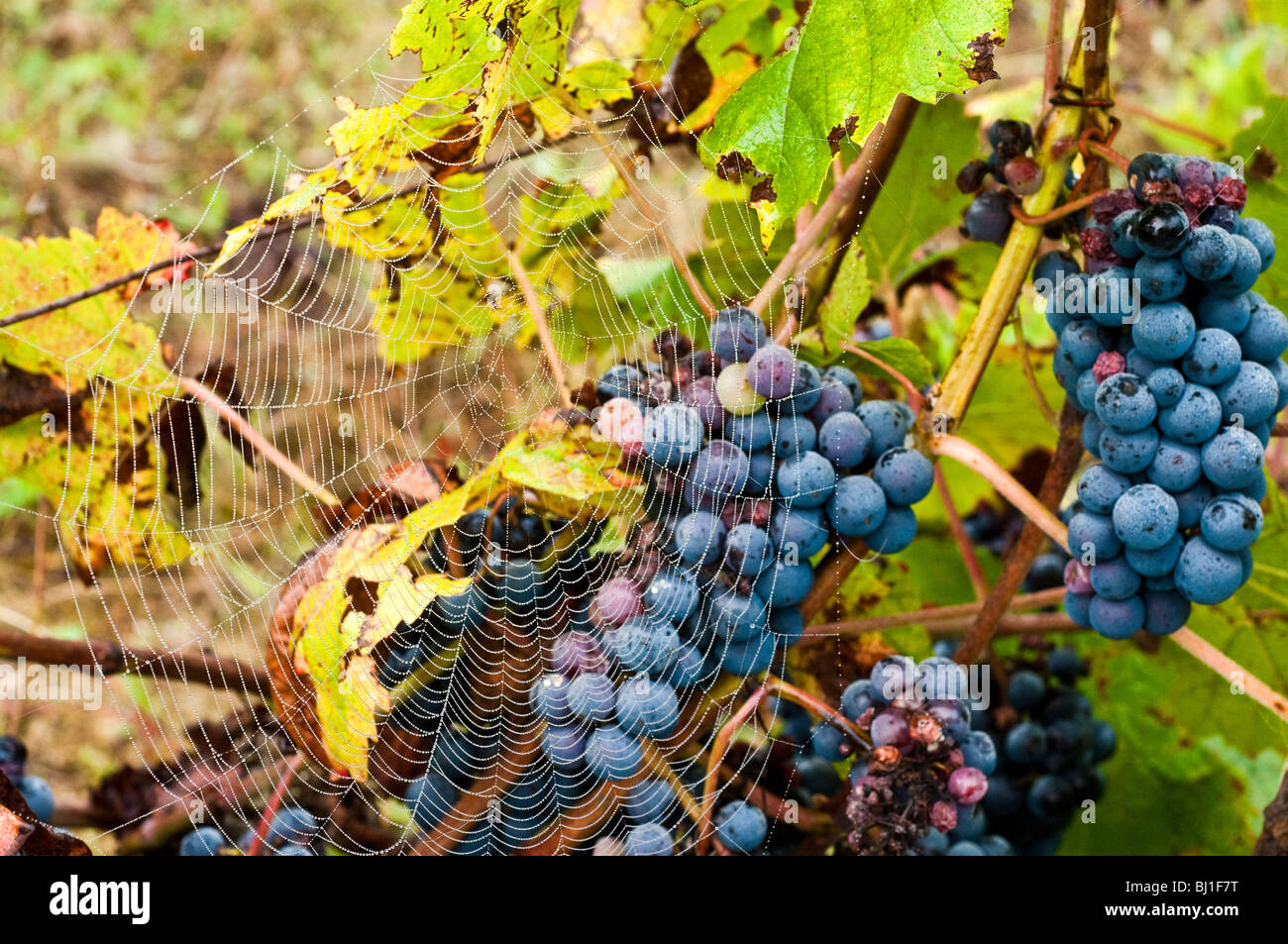 Grapes and spider web hi-res stock photography and images - Alamy
